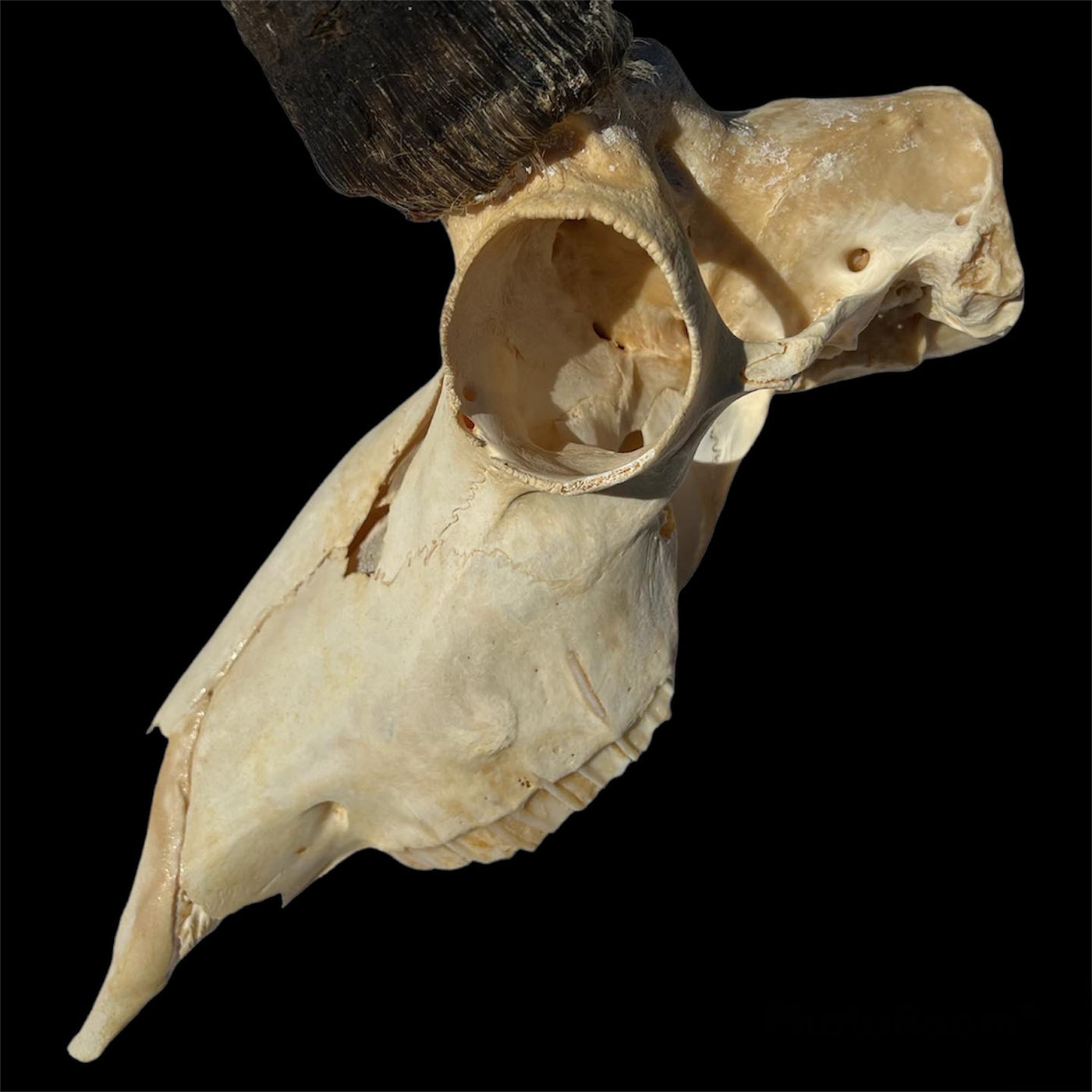 BoneBrite - Whitening European Mount Kit – Velvet Antler Technologies