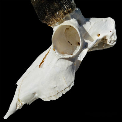 BoneBrite - Whitening European Mount Kit – Velvet Antler Technologies